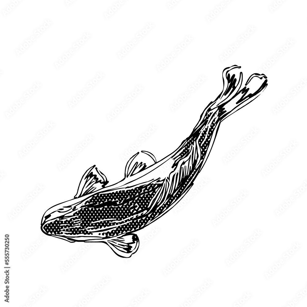 black and white drawing sketch of a koi fish with transparent ...