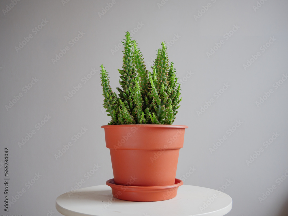 Opuntia Subulata (Chumbera fina), Cactus en una maceta de plástico ocre ...