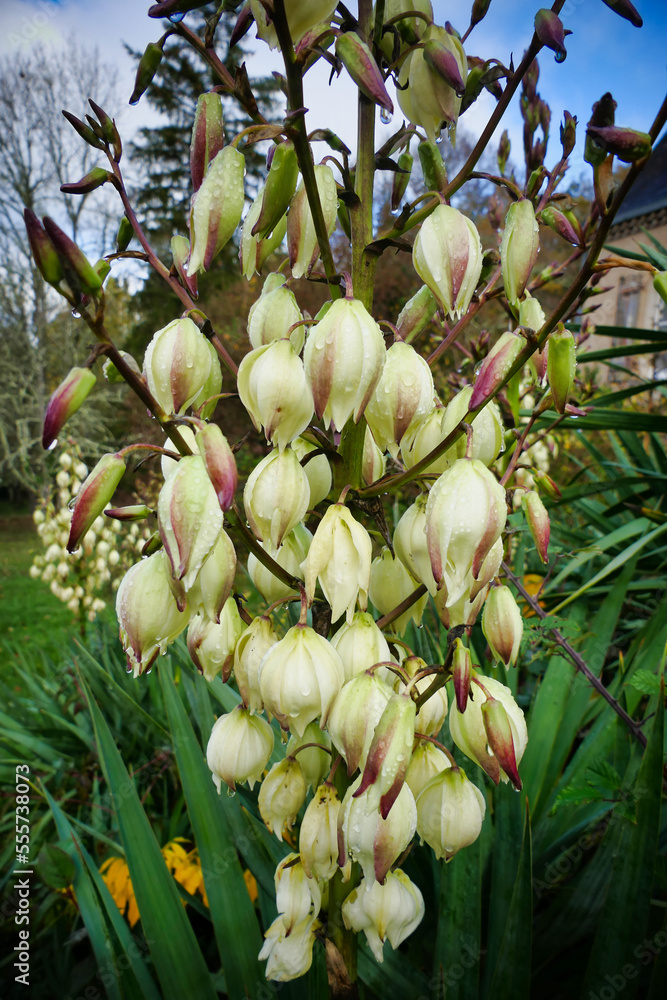 Magnificent flower head of a Yucca plant. Sometimes known as the ...