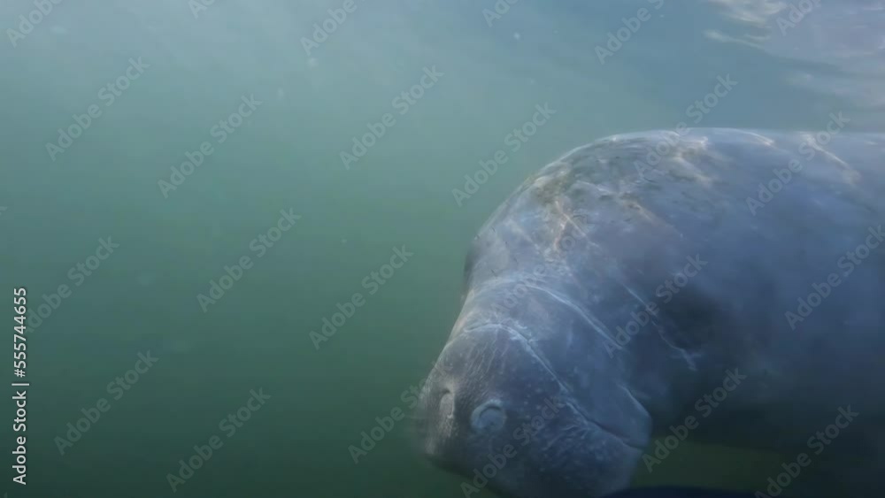 4k video of a West Indian Manatee (Trichechus manatus) in Crystal River ...