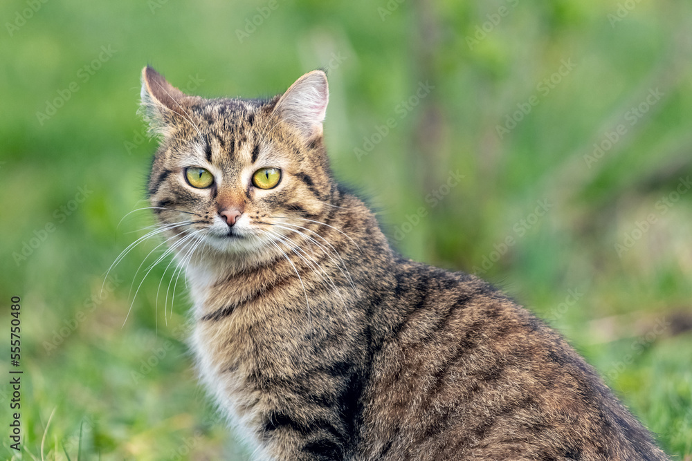 Golden Brown Tabby Cat