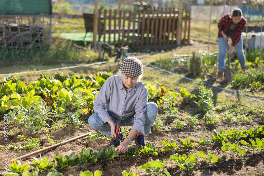 Hardworking mature female farmer shaping soil, removing weeds with ...