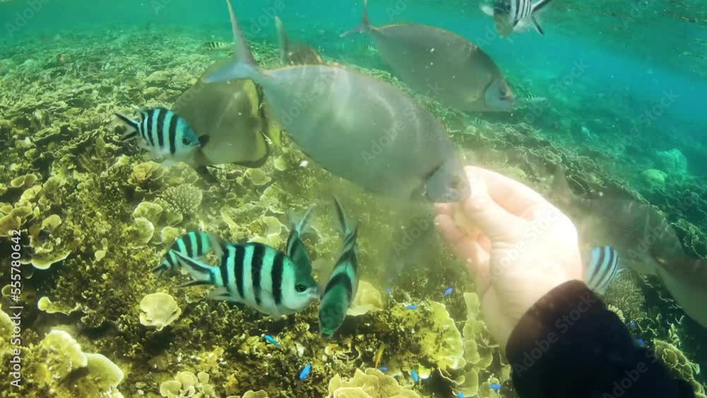 Underwater, ocean and hand feeding fish in Indonesia coral reefs for ...