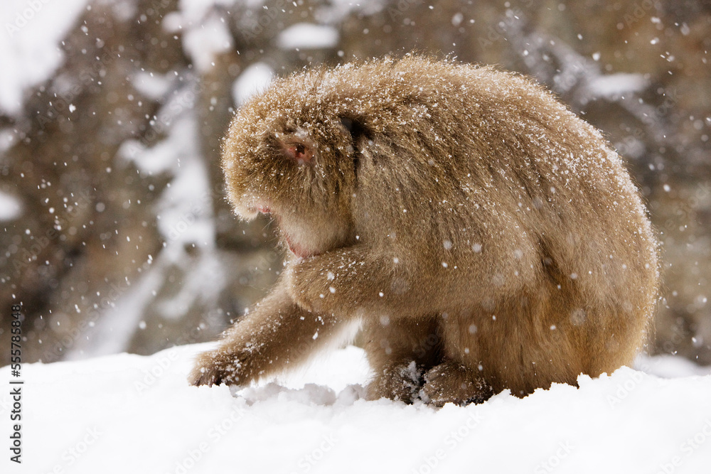 Japanese Macaque Foraging for Food, Jigokudani Onsen, Nagano, Japan ...