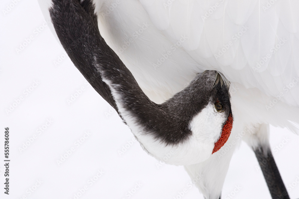 Red-crowned Crane Preening Stock Photo | Adobe Stock