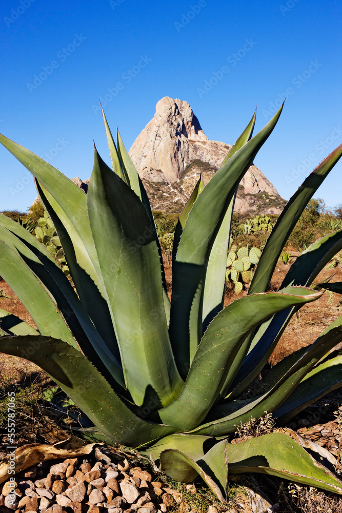 Agave Plant, La Pena de Bernal, San Sebastian Bernal, Queretaro, Mexico ...