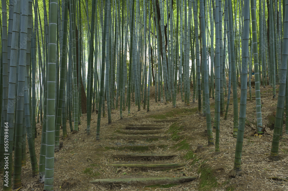 Bamboo Path, Adashino Nembutsuji Temple, Kyoto, Japan Stock Photo ...