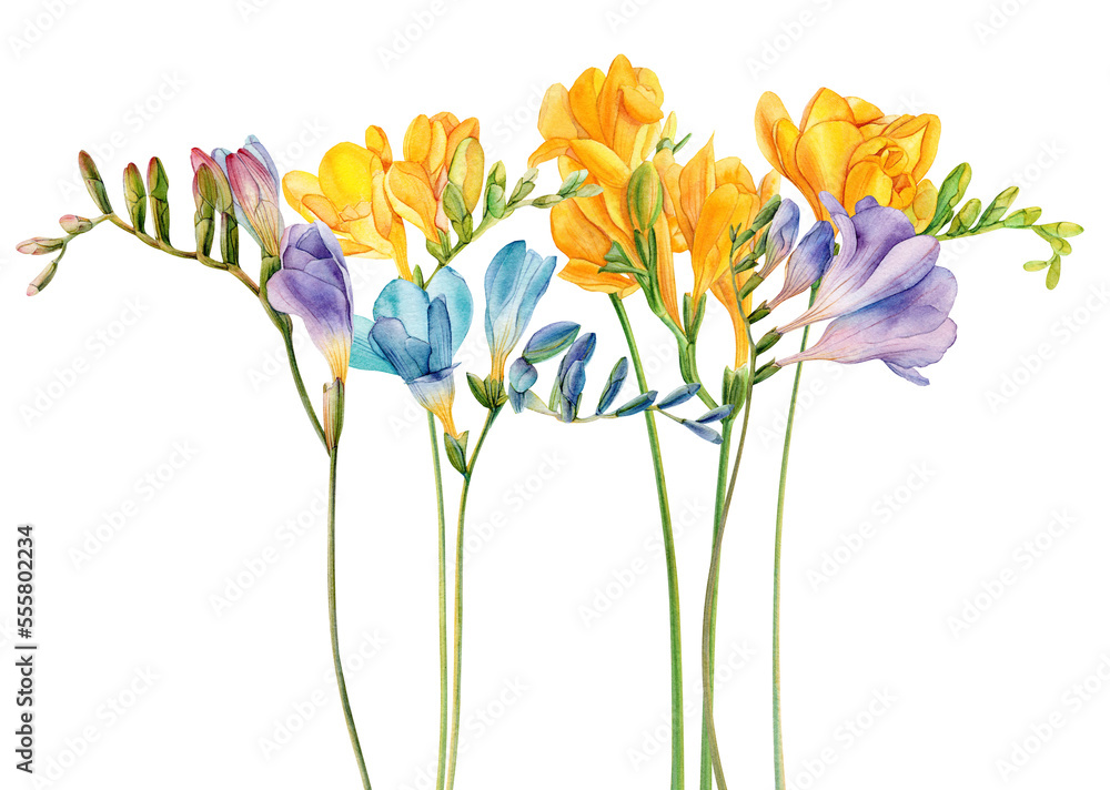 Watercolor freesia flowers clipart. Freesia PNG, Transparent background, Spring hand paited ...