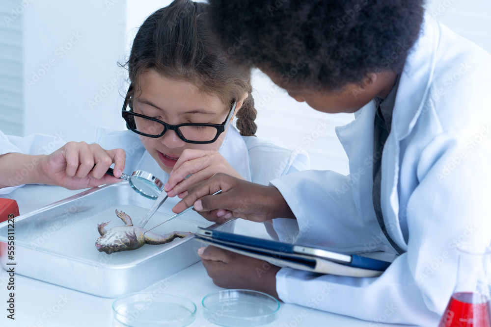 Multiracial kids boy and girl are learning about the anatomy of a frog ...