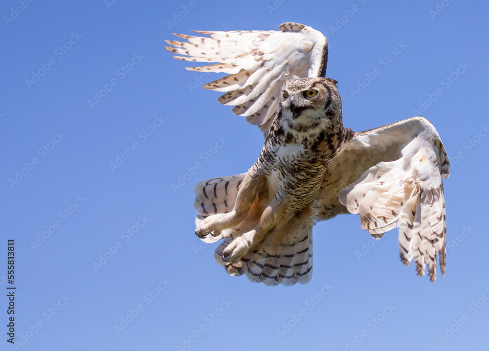 The great horned, also known as the tiger owl or the hoot owl, is a ...