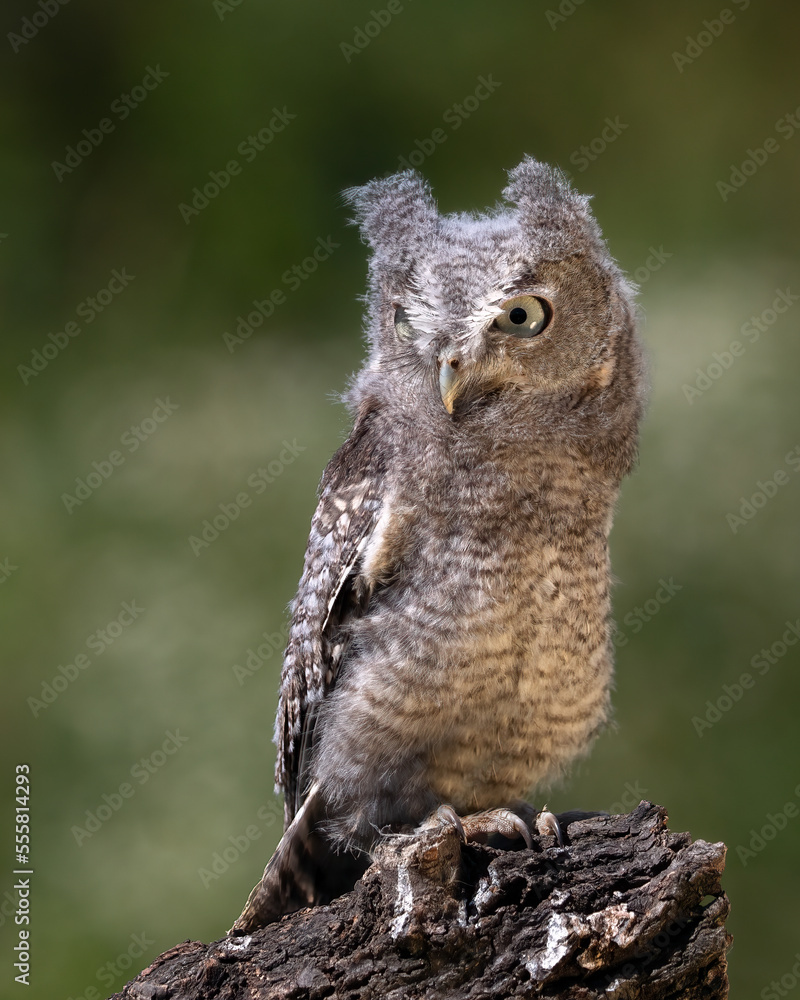 The eastern screech owl or eastern screech-owl, is a small owl. Small ...