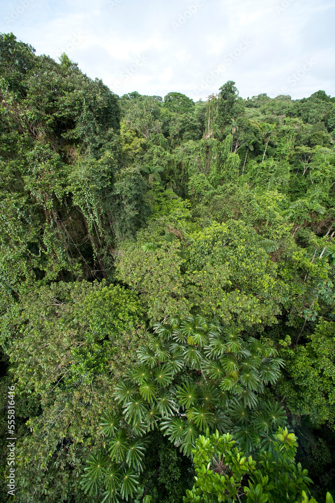 Amazon Rainforest, Sacha Lodge, Ecuador Stock Photo | Adobe Stock