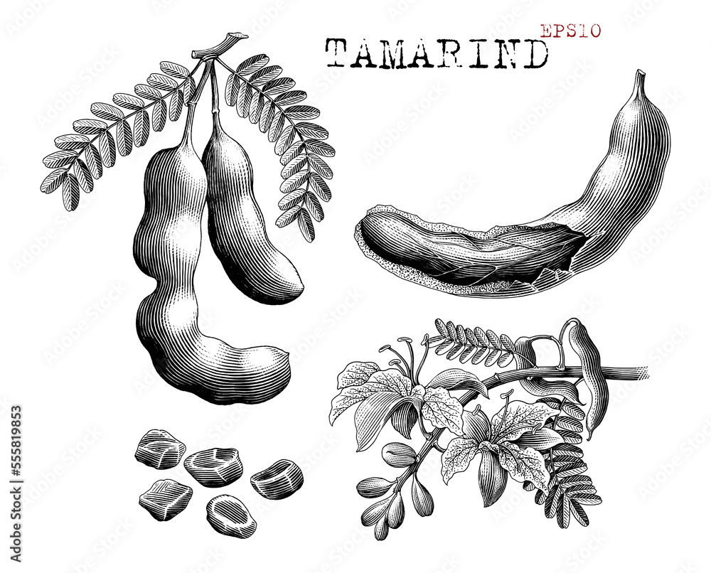 Poster Tamarind hand draw vintage engraving style black and white clip ...