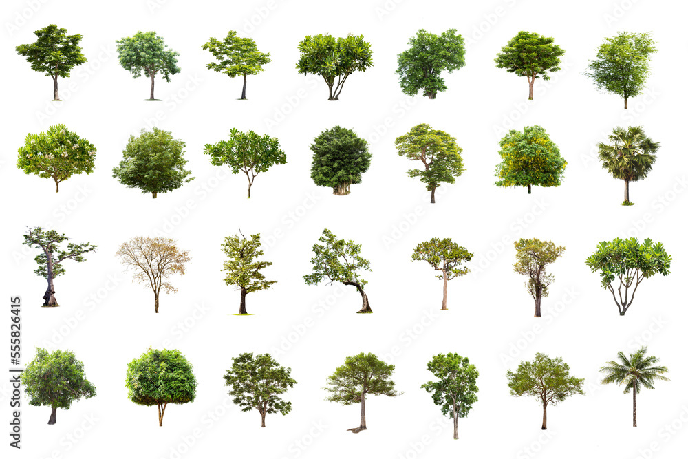 Isolated big tree on white background ,The collection of trees.Large ...
