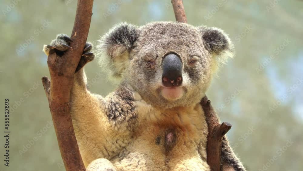 Sleepy adult male koala, phascolarctos cinereus chilling on top of the ...