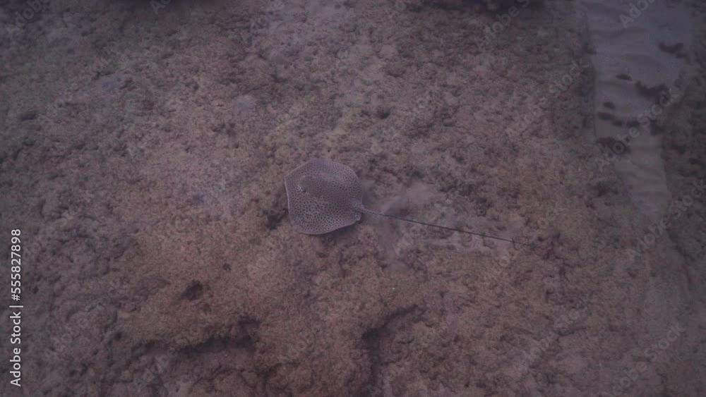 stingray known as reticulate whipray, honeycomb stingray, Himantura ...