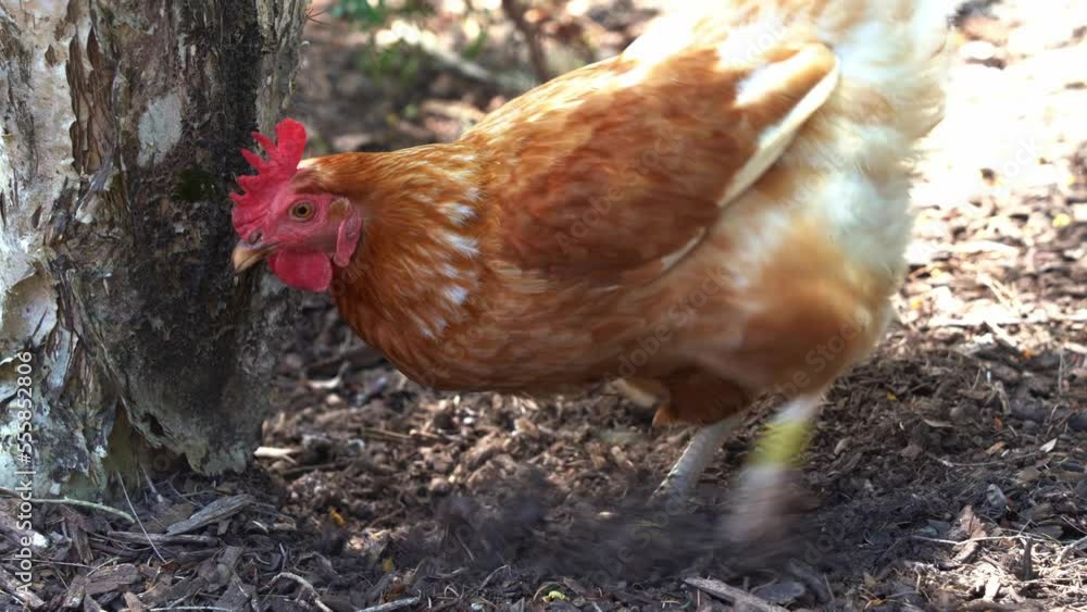 Close up shot of a free range chicken rooster, gallus gallus domesticus ...