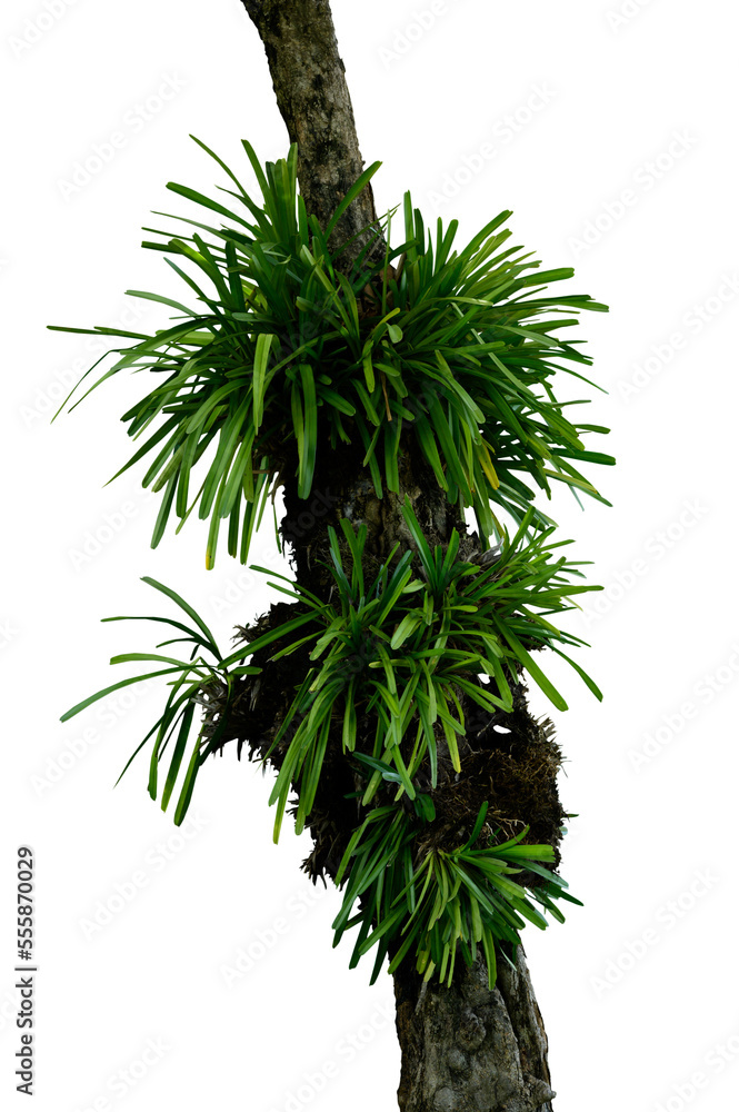 Plant leaves Green nature Tropical forest isolated on transparent ...