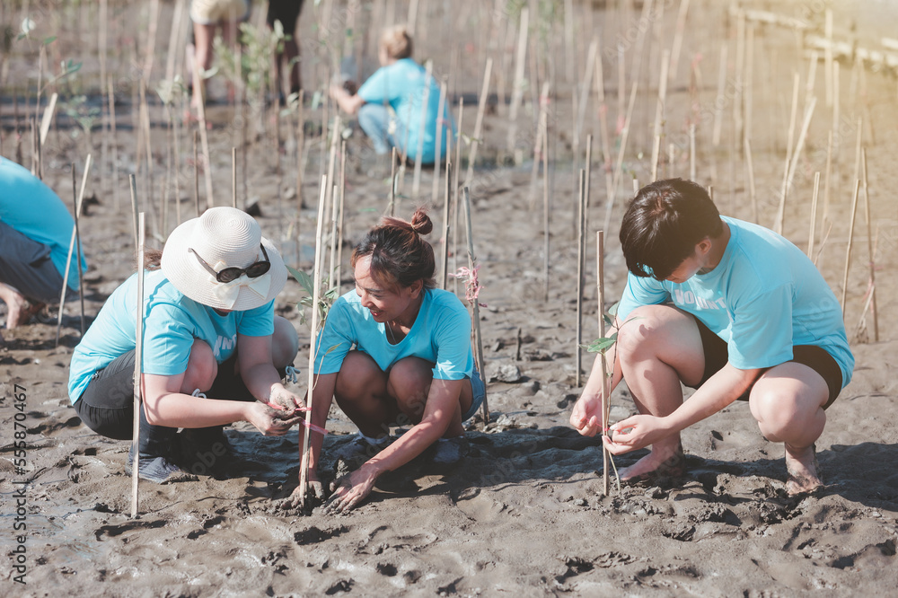A group of people are planting mangrove saplings in the middle of the ...