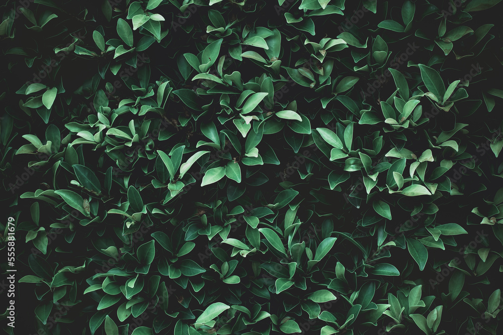 Green leaves background for design backdrop. Stock Photo | Adobe Stock