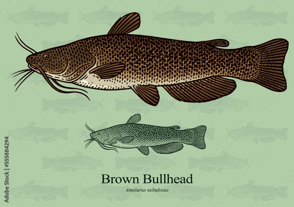 Brown Bullhead. Vector illustration with refined details and optimized ...