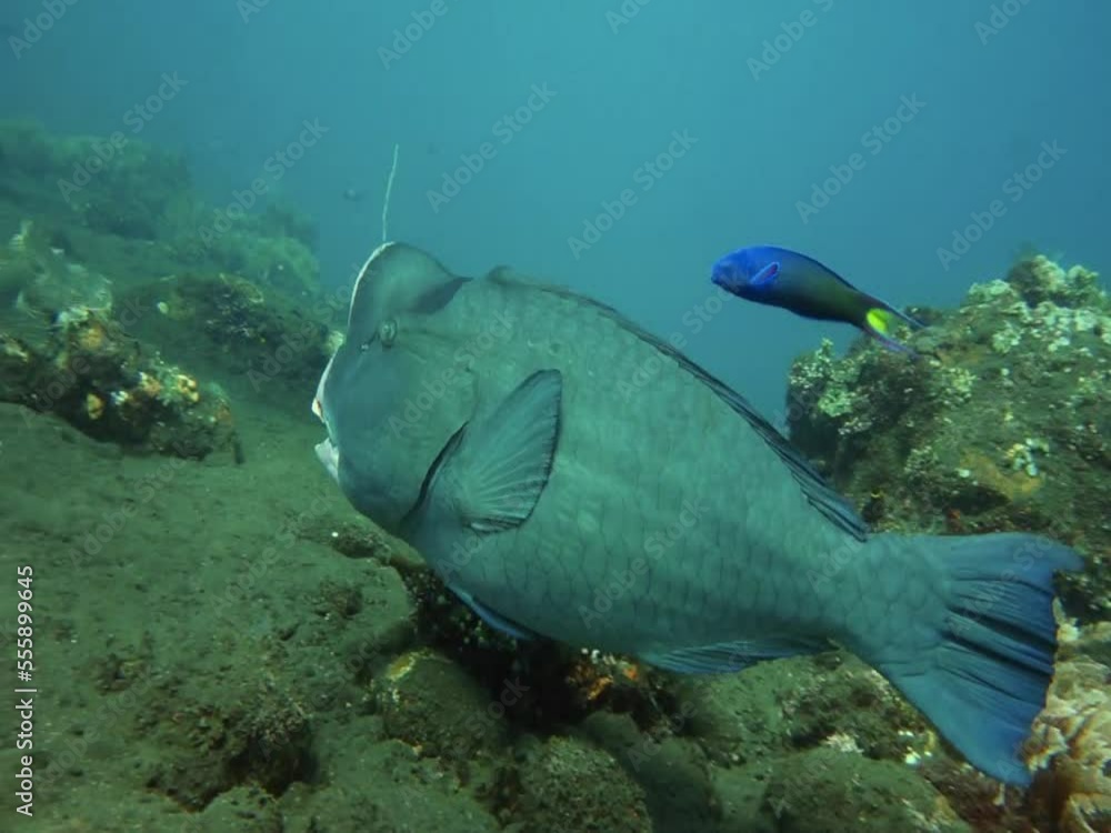 Amazing fish on a coral reef. A big-headed parrot. Marine life of the ...
