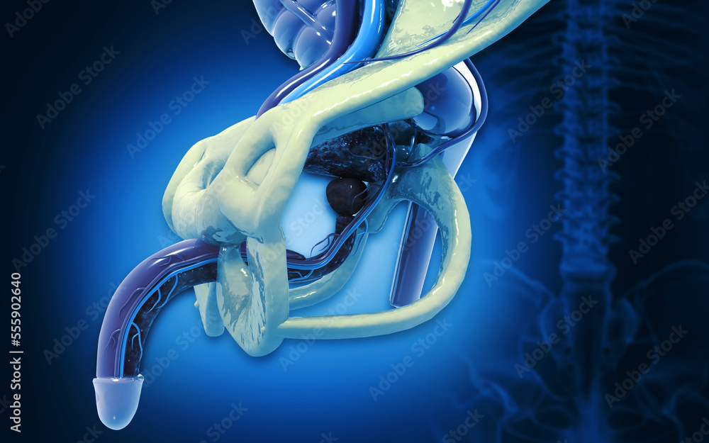 Anatomy of the male reproductive system. 3d illustration Stock ...
