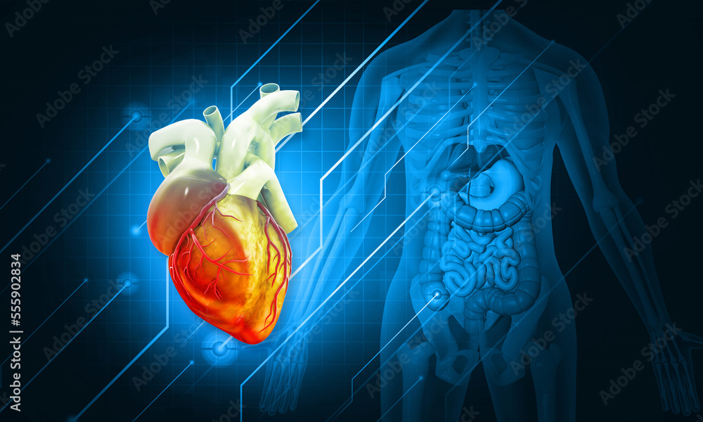 Human heart anatomy. Cardiology medicine. 3d illustration Stock ...