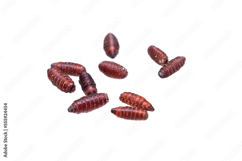 brown pupae of fly larvae on a white isolated background Stock Photo ...