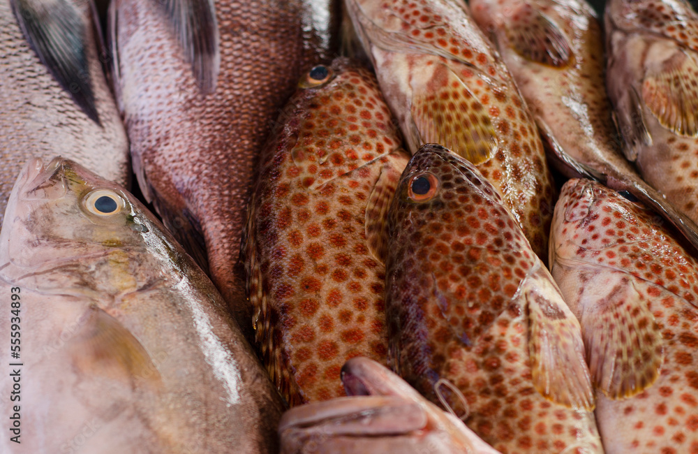 sea fish - tiger spot Stock Photo | Adobe Stock