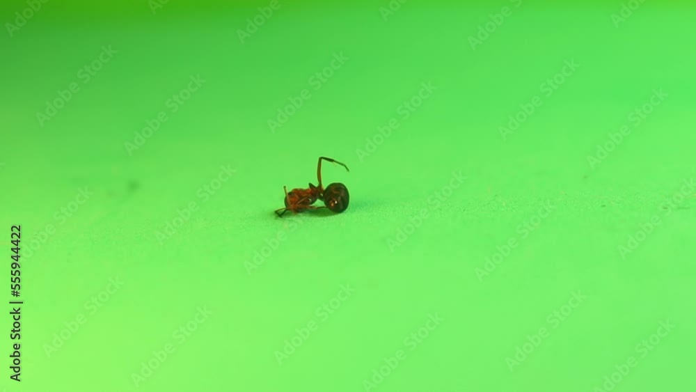 Dead Ant from repellents. Red wood Ant dying due to being poisoned by ...