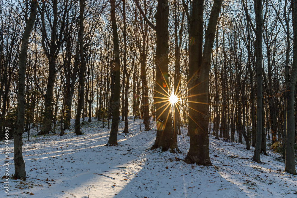 Beech forest in winter with casting beautiful sun rays of light through ...