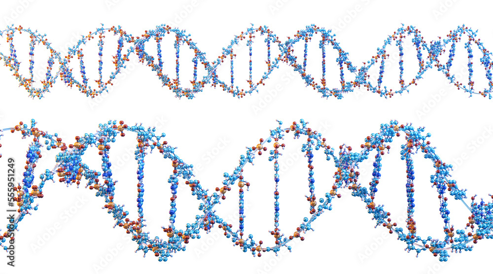 Human DNA double helix molecular structure composed of nucleotides ...
