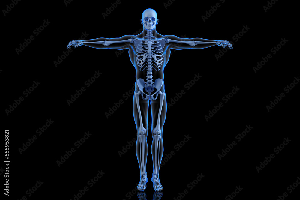 Human Skeleton. Front view. 3D Rendering Stock Illustration | Adobe Stock