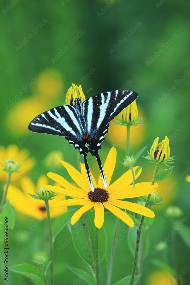 zebra swallowtail butterfly (eurytides marcellus) on sweet black eye ...