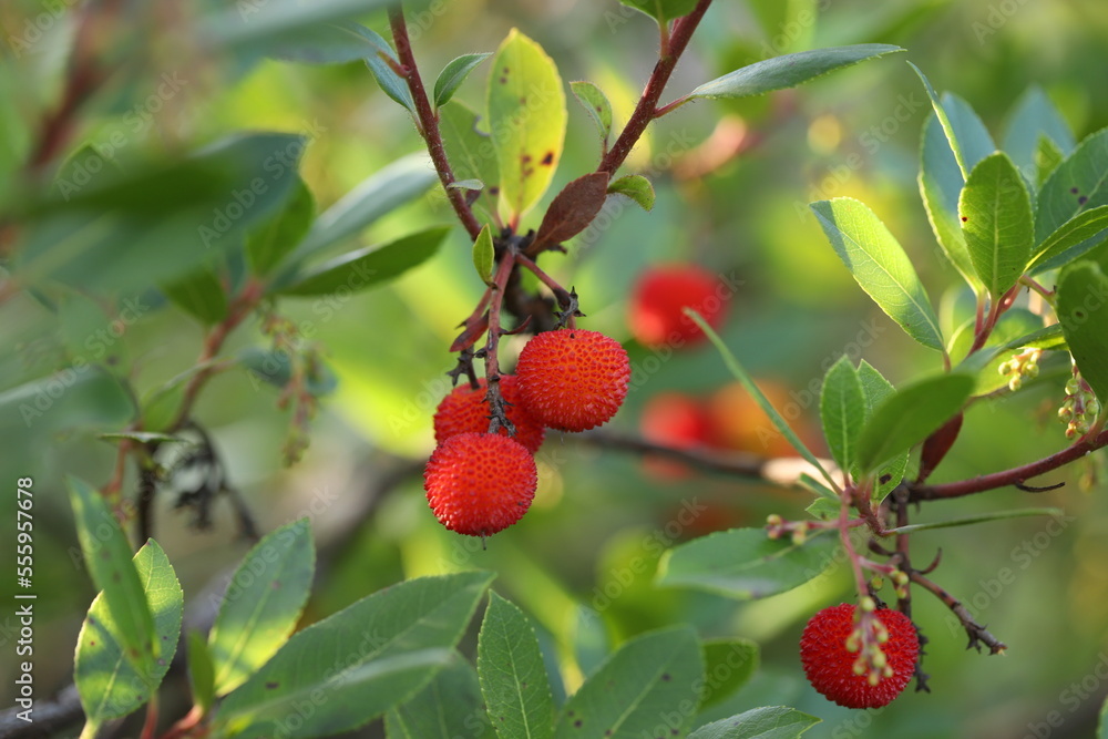 fruits of Arbutus unedo yellow and red in autumn. The arbutus is a ...
