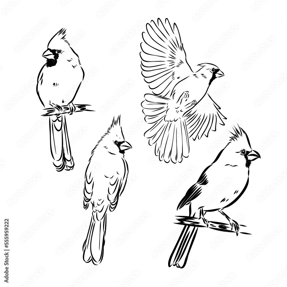 Cardinal bird sketch, vector illustration. Hand drawn red cardinal bird ...