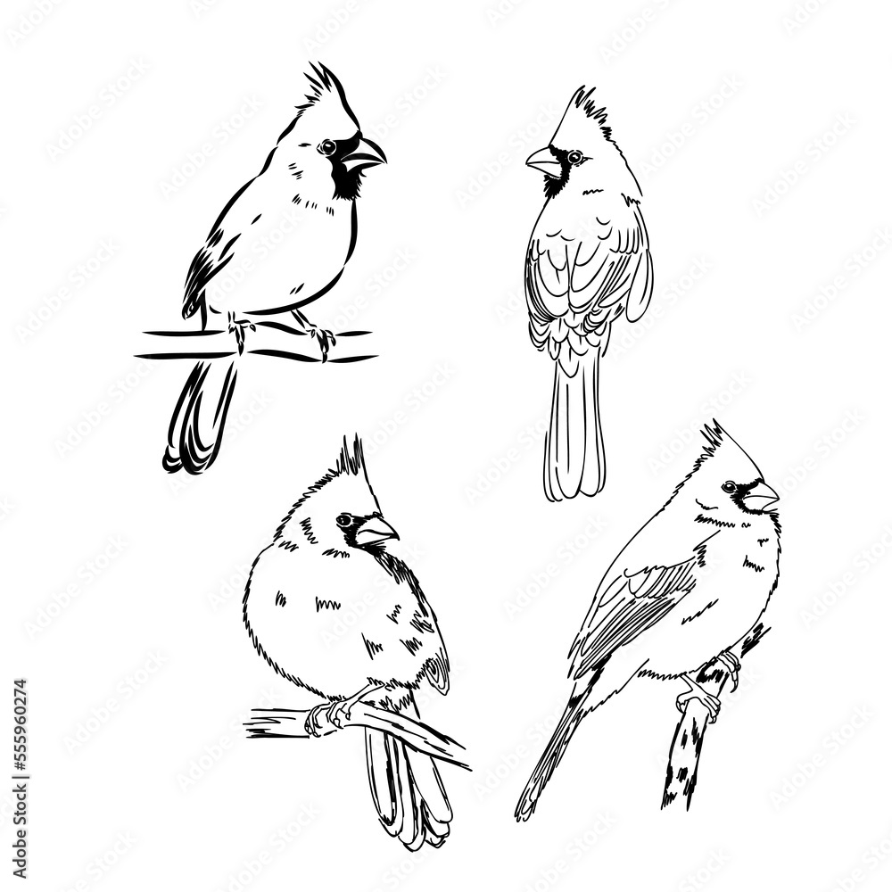 Cardinal bird sketch, vector illustration. Hand drawn red cardinal bird ...