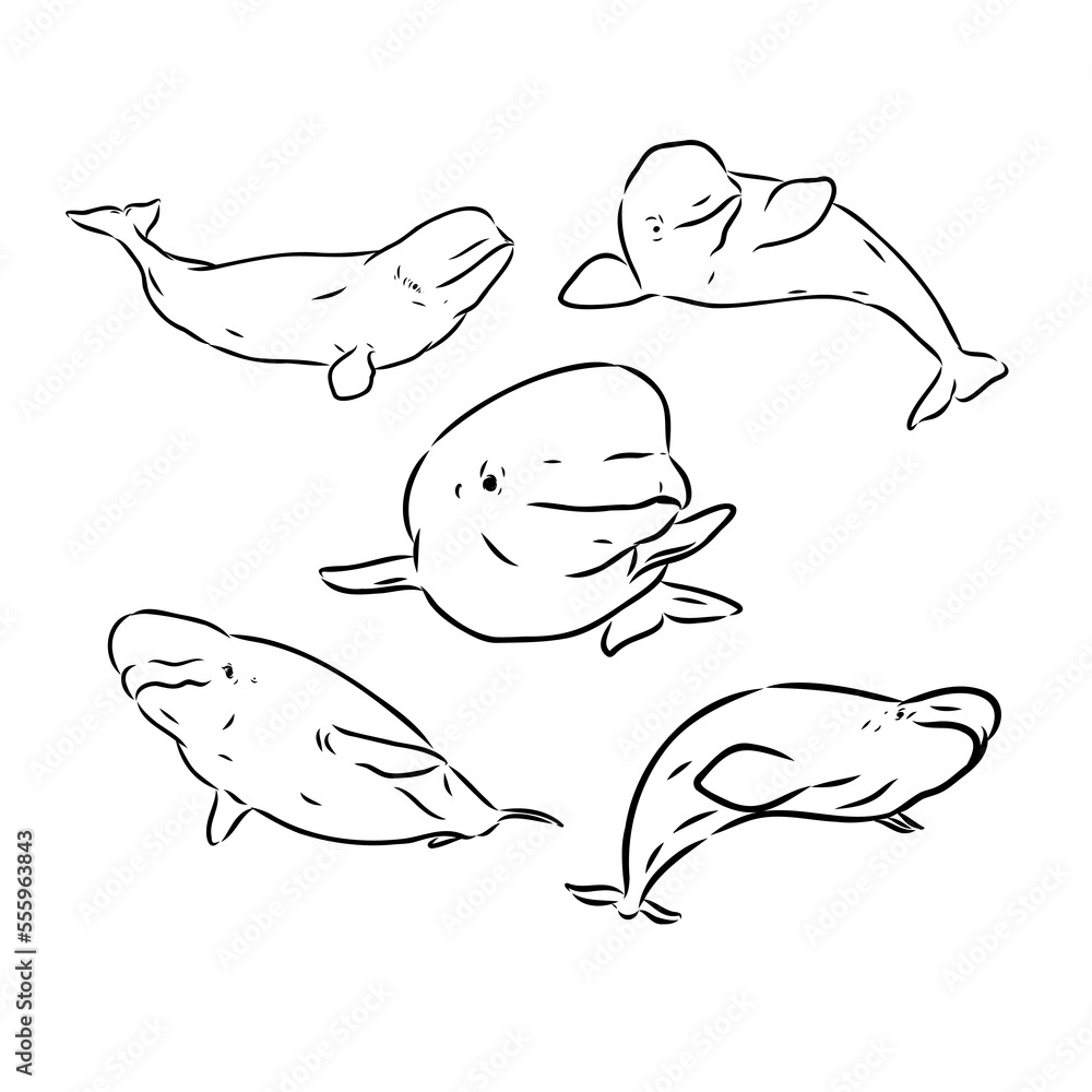 Hand drawn vector beluga whale. Sketch engraving illustration of whale ...