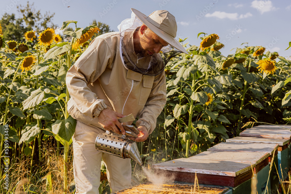 Man in bee suit using smoker tools chasing bees leaving beehives collecting honey from frame ...