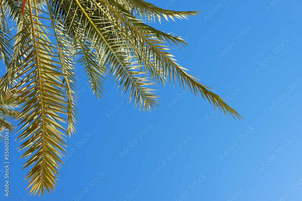 Close-up of Date Palm Branch against Blue Sky, Siwa Oasis, Matruh ...