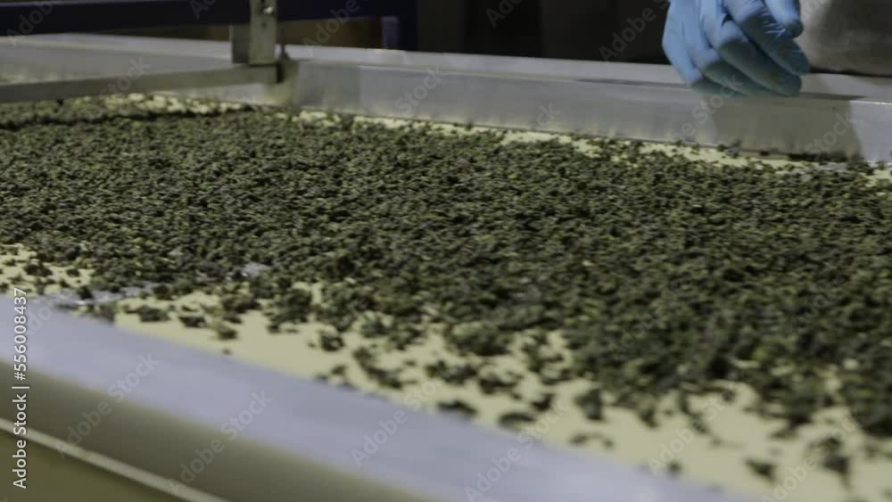 The process of processing green tea leaves on the conveyor of a tea ...
