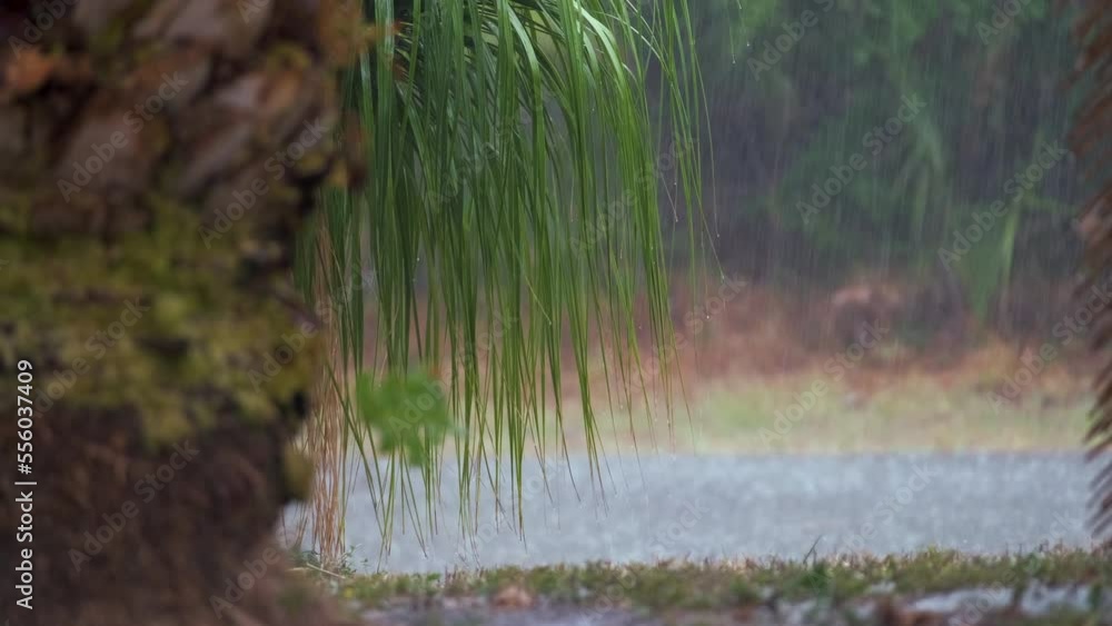Vidéo Stock Tropical shower rain falling down on green palm tree in ...