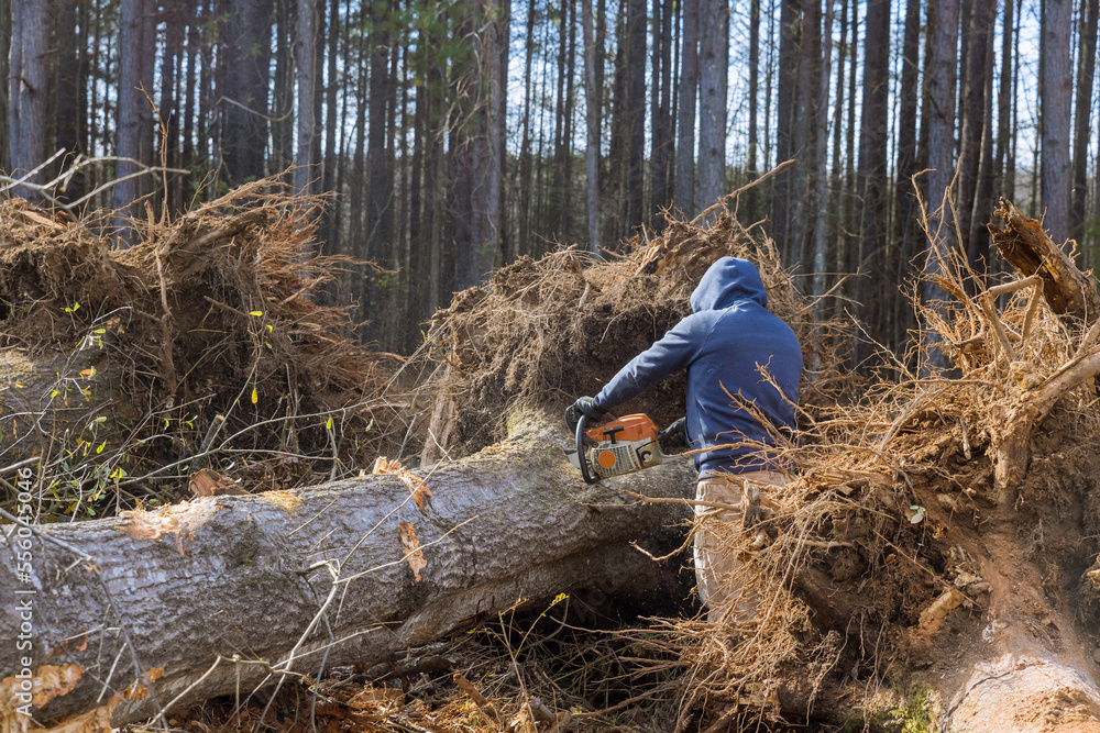 Cutting down trees using chainsaw is devastating ecological disaster as ...