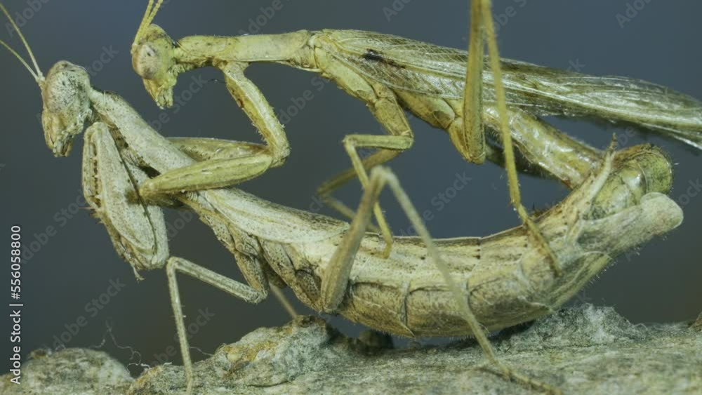 Time lapse, Couple of praying mantis mating on tree branch. The mating process of praying ...