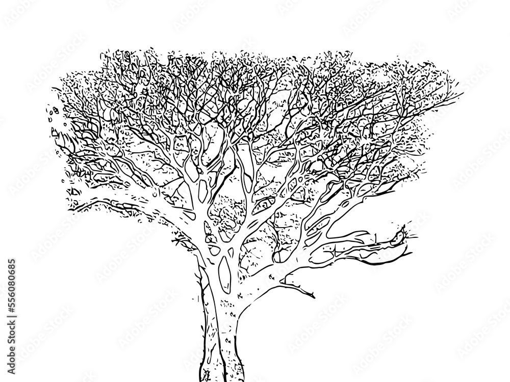 Sketch of tree silhouette isolated on white background vector Vintage ...