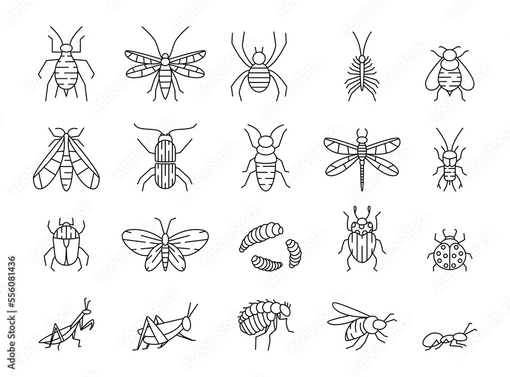 Line insects. Bug icons. Beetle and caterpillar. Outline pest symbols ...