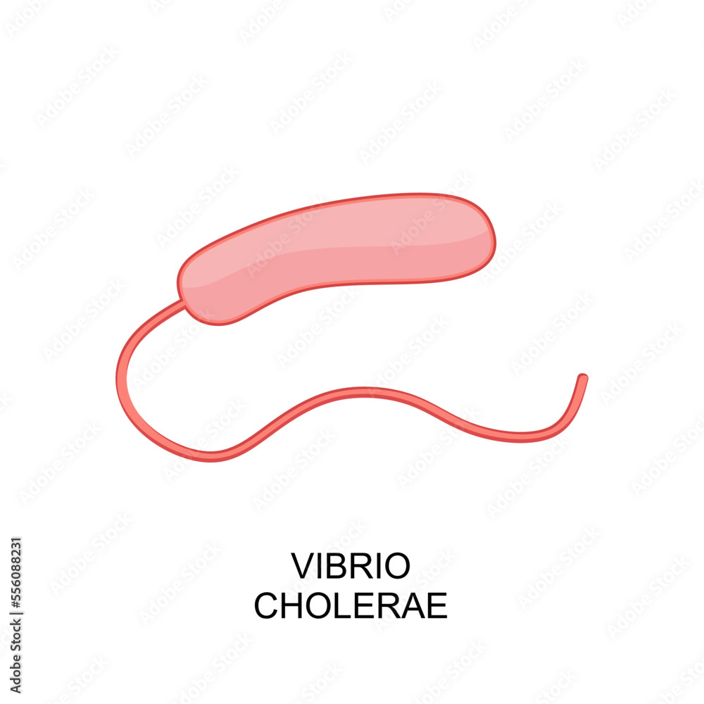 Vibrio cholerae icon. Vibrio cholerae bacterium in flat style. Bacteria ...