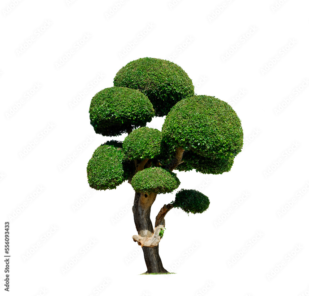 Decorative green streblus asper tree on transparent background for ...