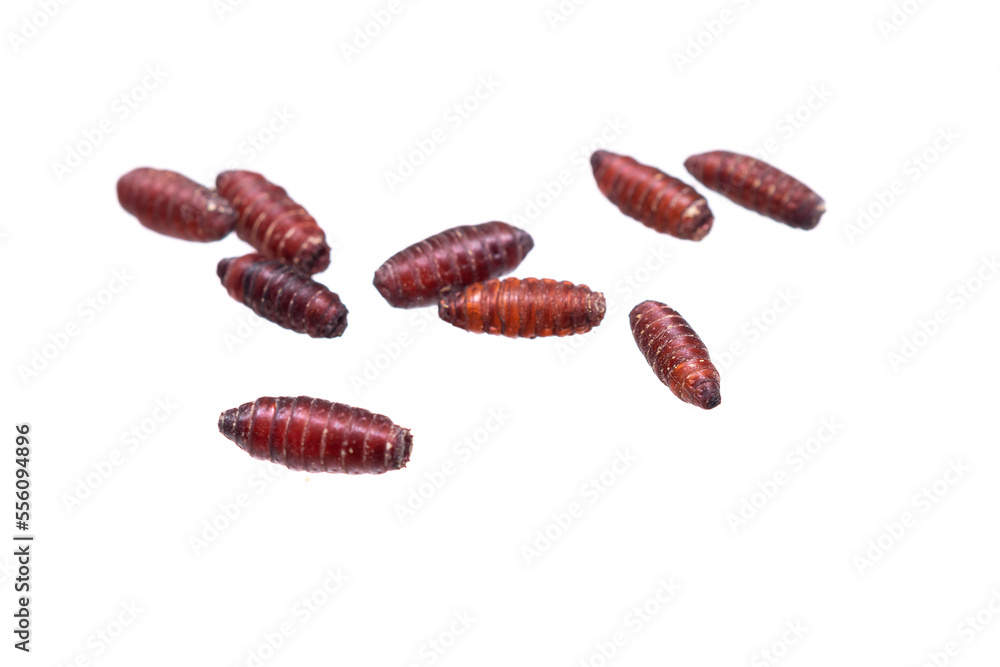 brown pupae of fly larvae on a white isolated background Stock Photo ...